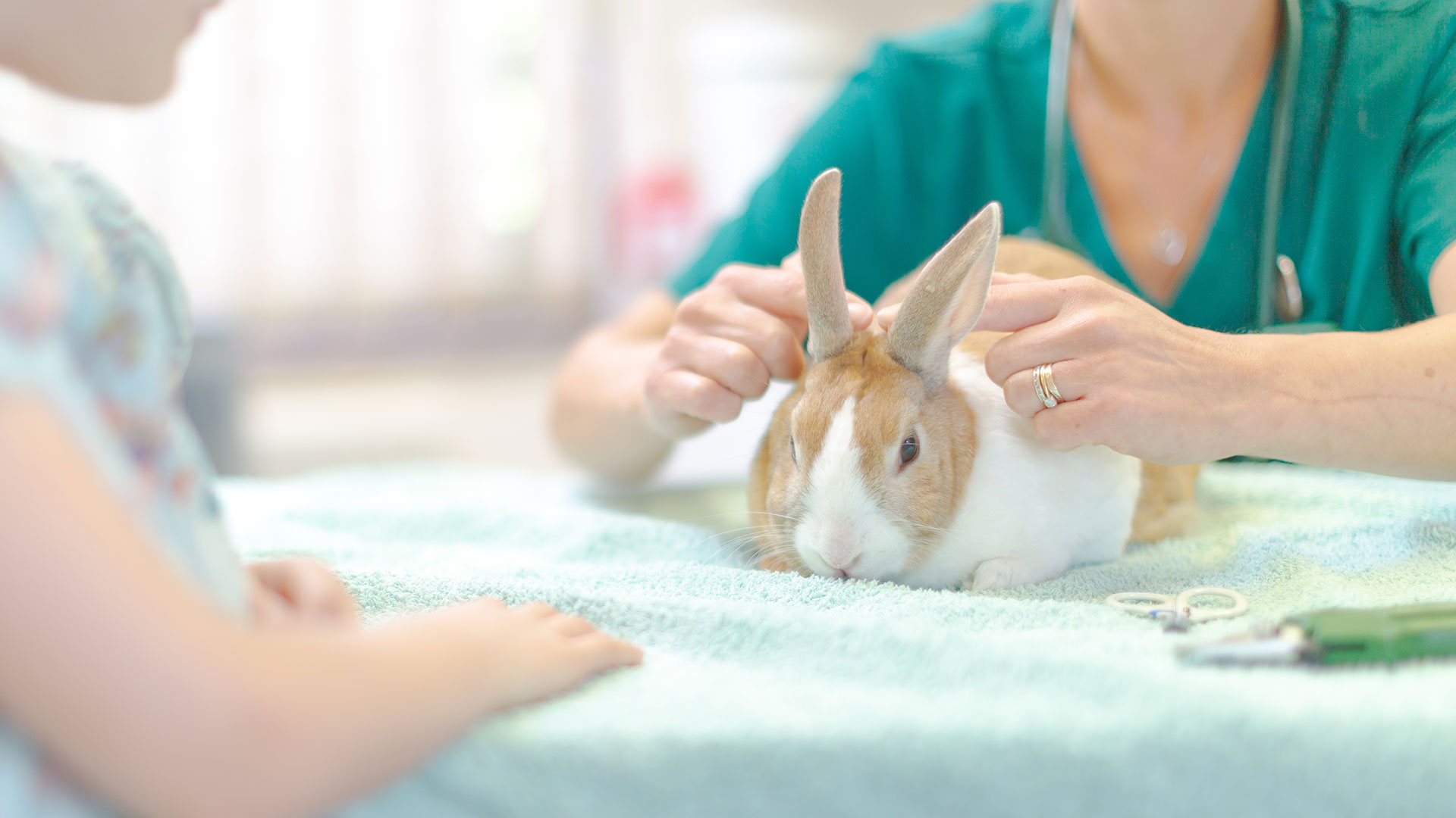 Emergencies | Out Of Hours Vets in Essex - Spring Lodge Vets