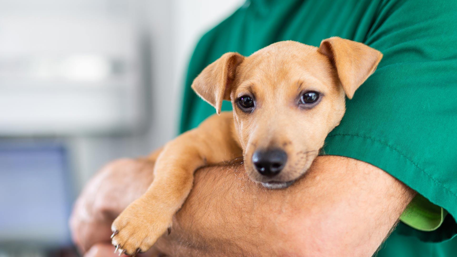 Our Vets And Specialists | Essex | Spring Lodge Veterinary Group ...