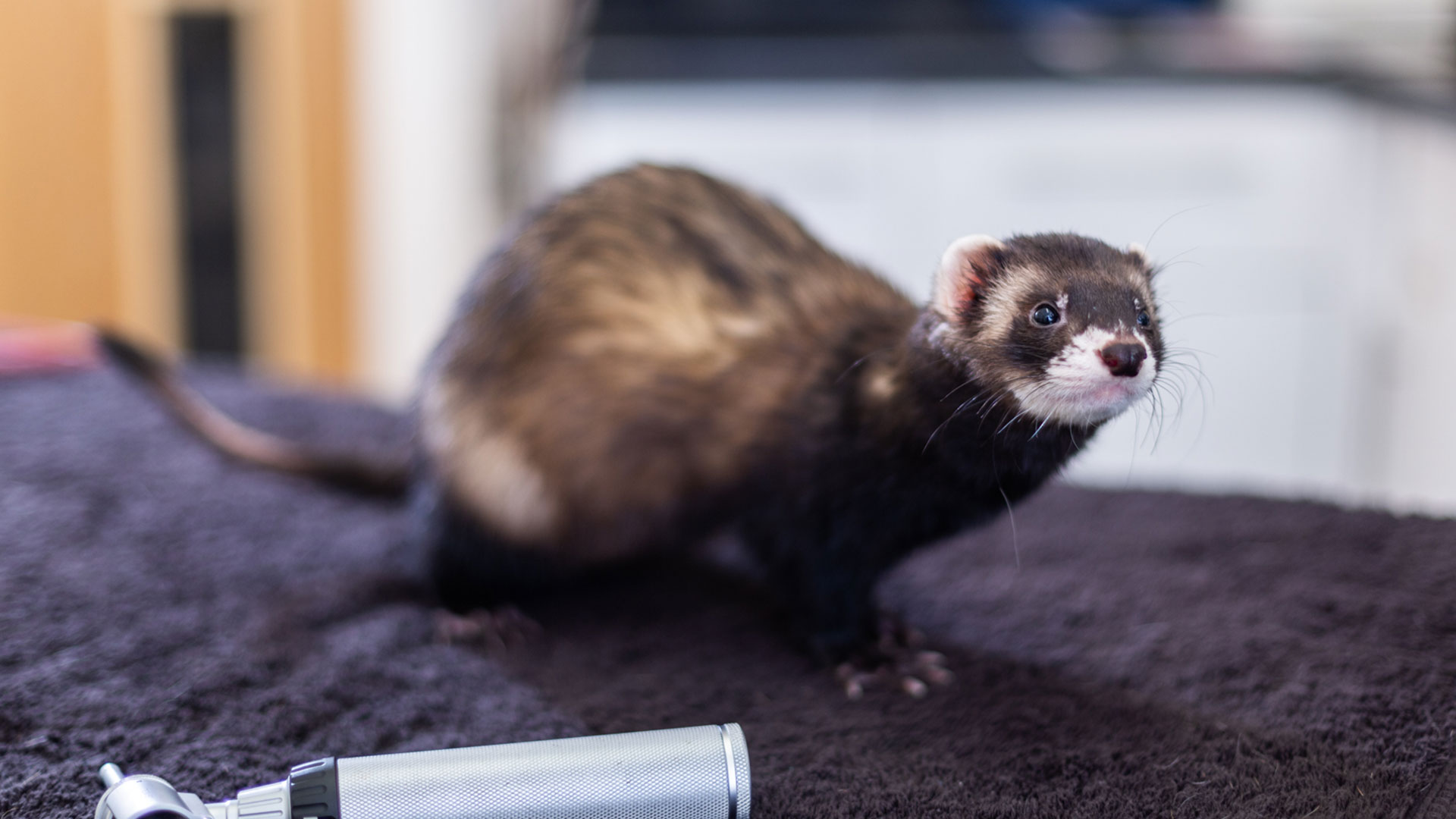 Pet Advice | Local Vets in the Heart of Essex - Spring Lodge Vets