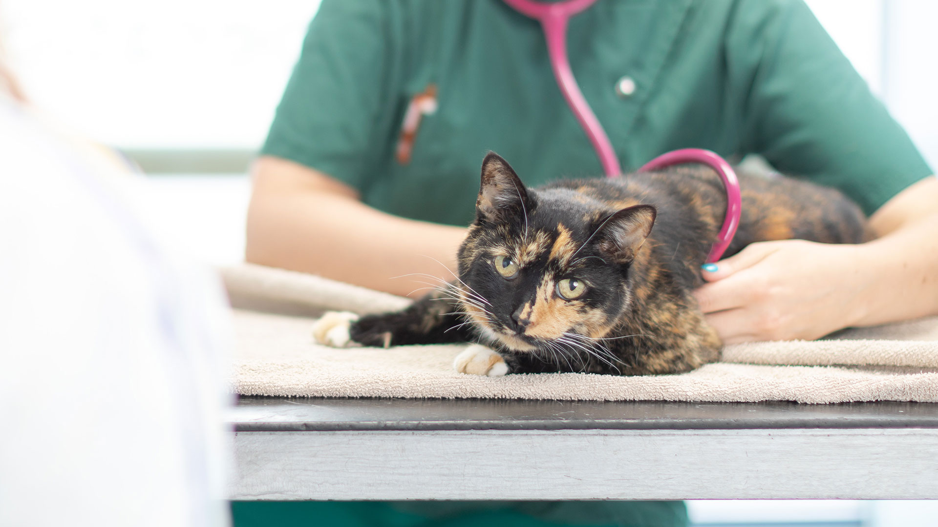 Pet Care Services In Essex | Spring Lodge Veterinary Group - Spring ...