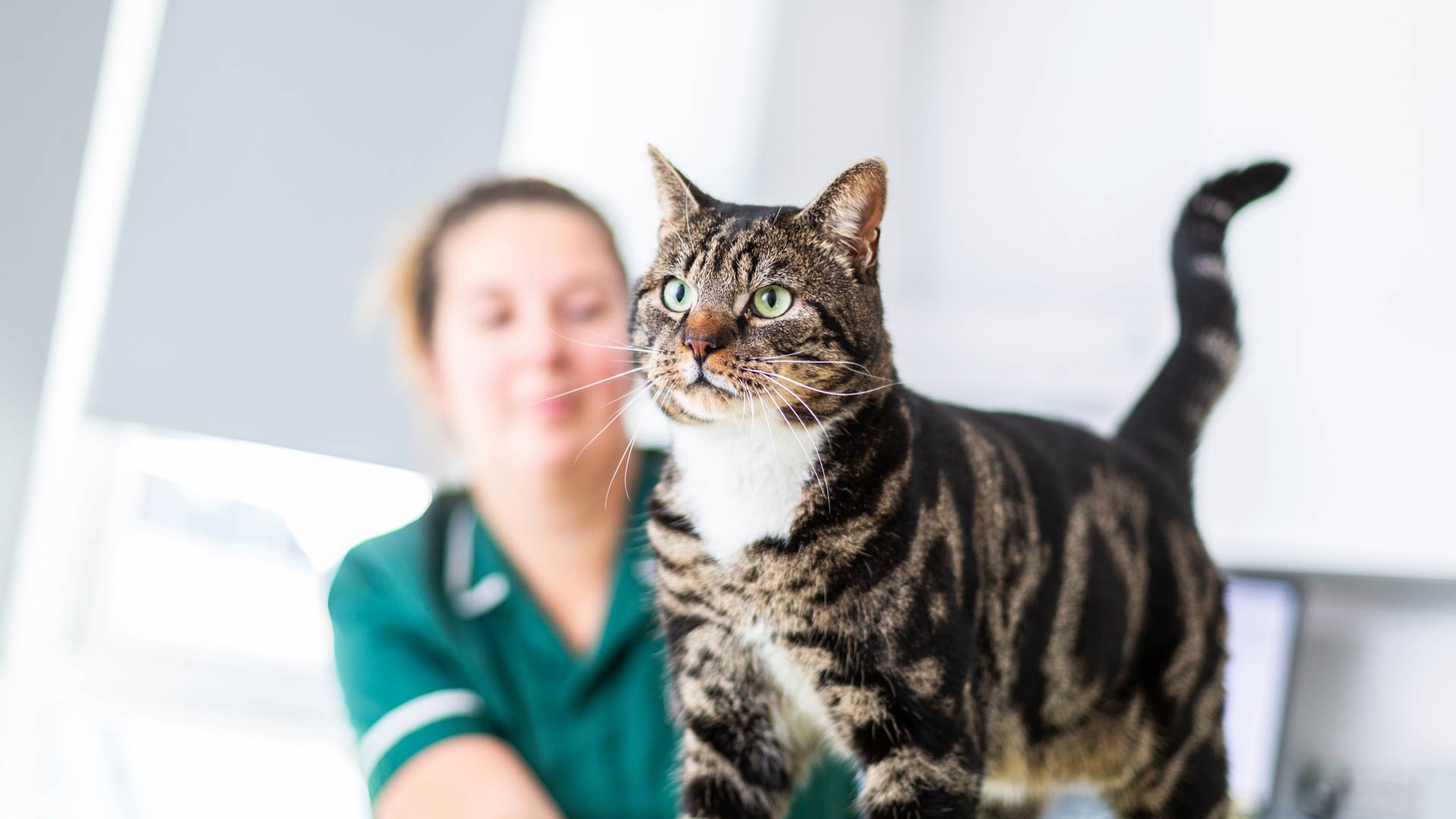 Meet the Team | Local Vets in Lincs - Stamford Vets