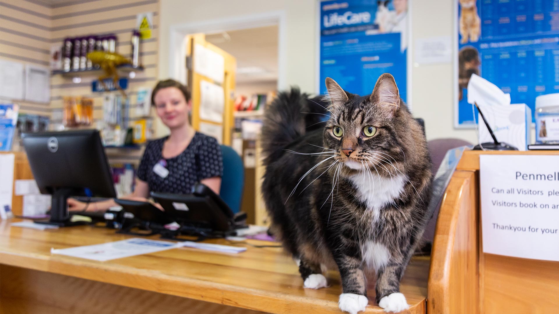 Meet the Team | Penmellyn Vets in St Austell - Penmellyn Vets St Austell