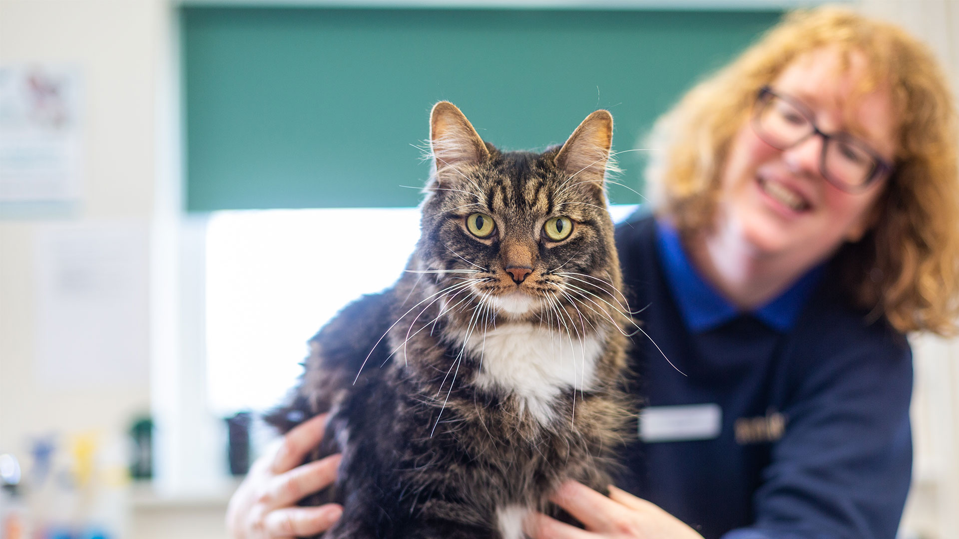 News | Penmellyn Vets in St Austell - Penmellyn Vets St Austell