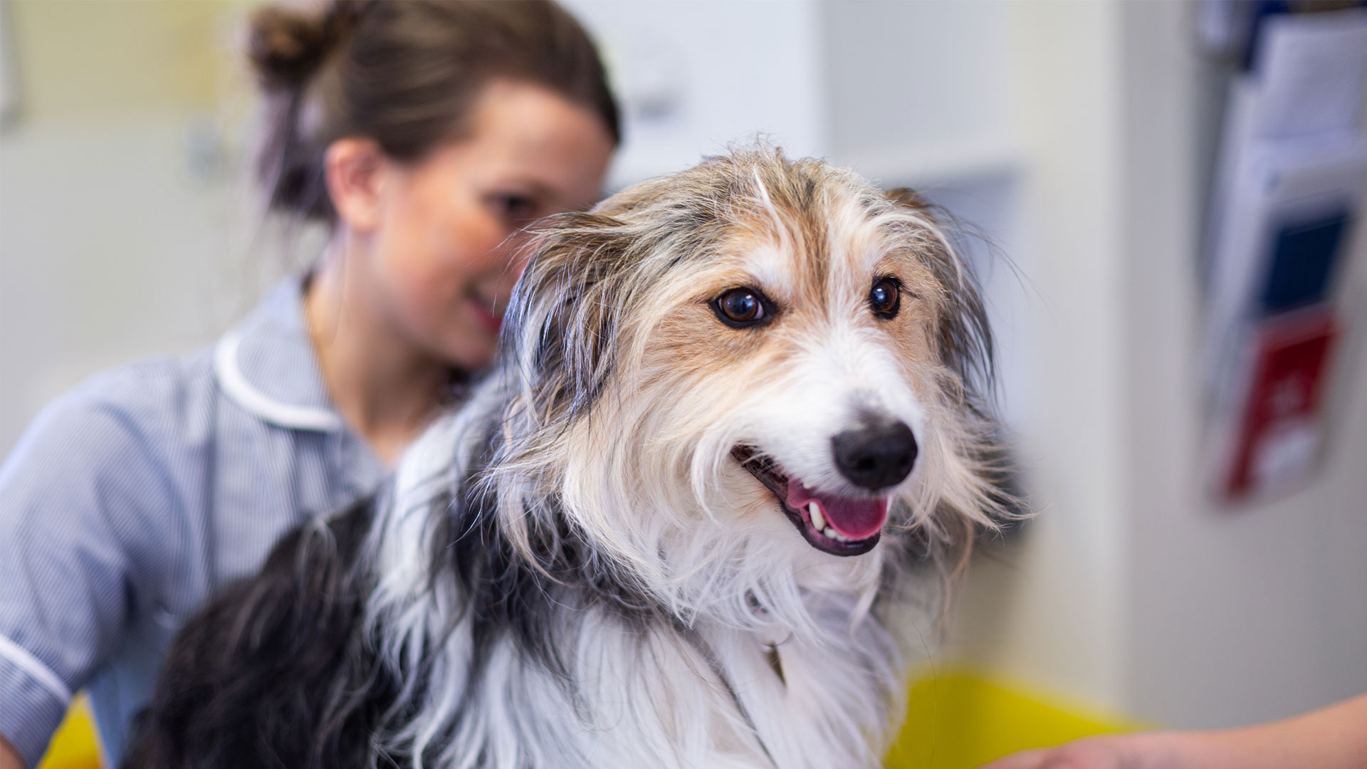Pets | Penmellyn Vets in St Austell - Penmellyn Vets St Austell
