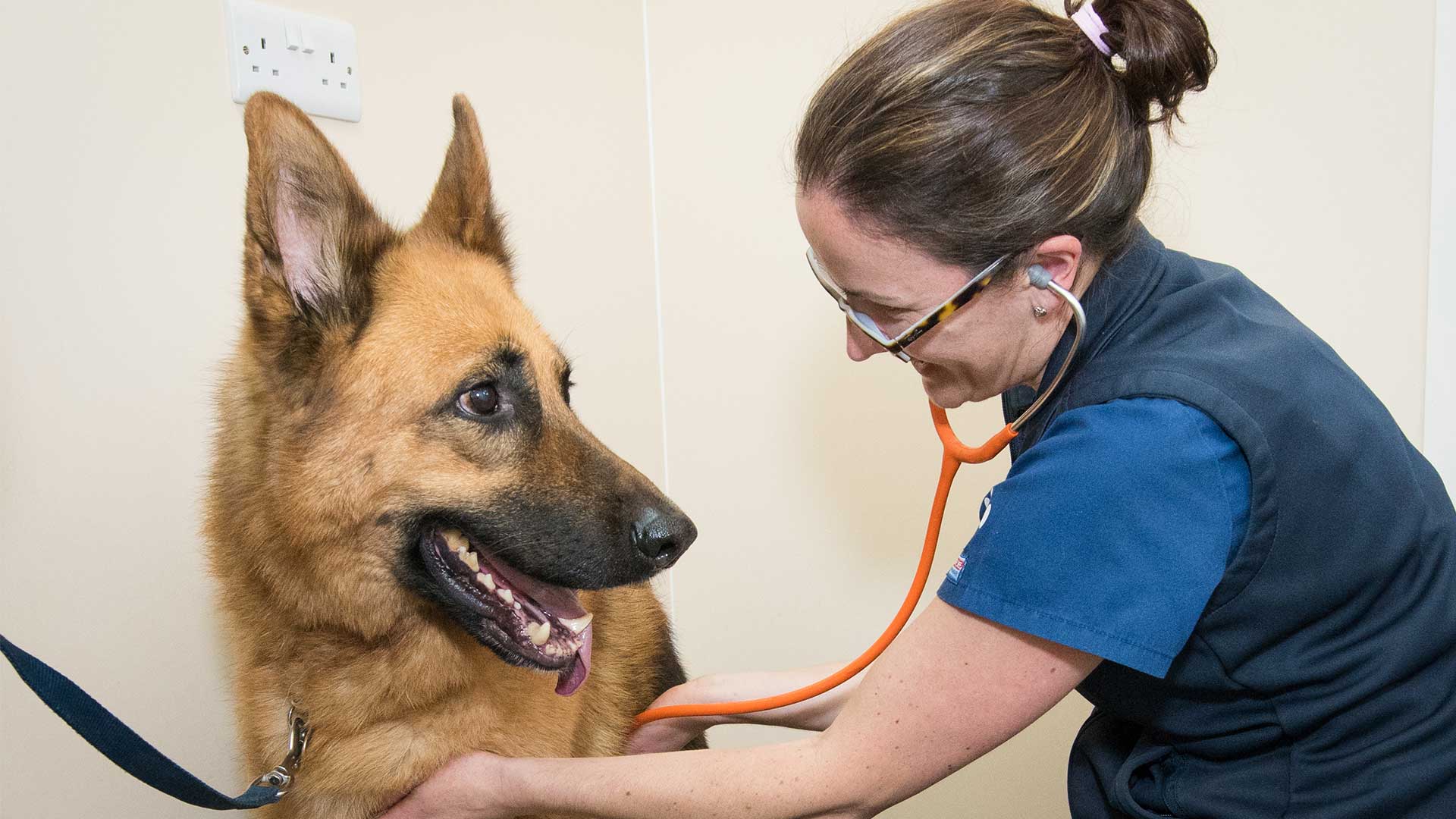 The Team at Steffan Vets | Vets in West Wales - Steffan Vets