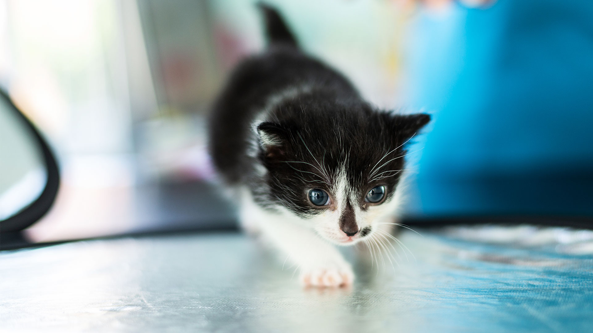 St George's Vets | We Excel for You! Award-Winning Vets in ...