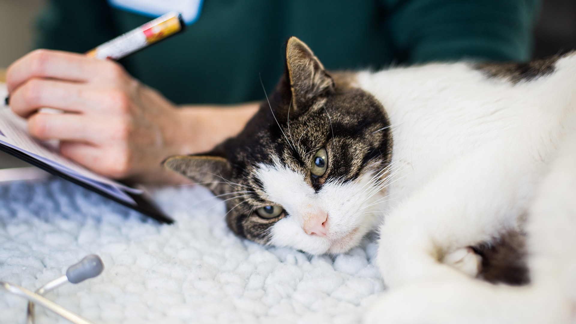 Order Medication | Local Vets in Upton upon Severn & Worcester - Stocks ...