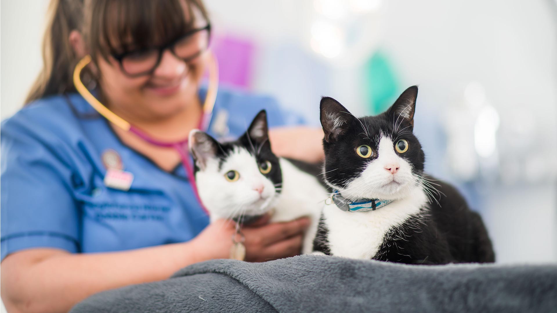 Pet Blog | Local Vets in Durrington & Tidworth - Stonehenge Vets