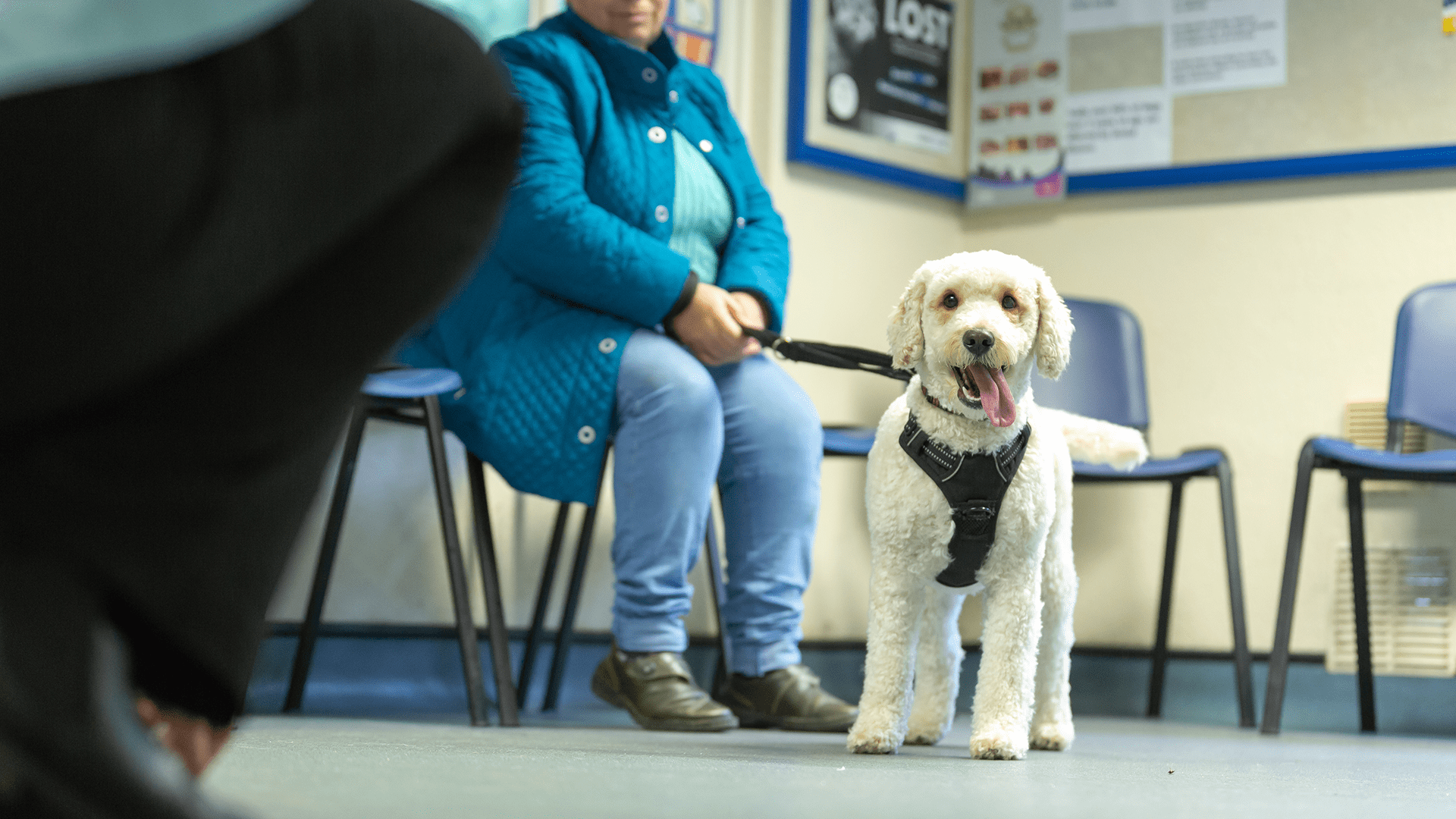 About Summerhill Vets | Your Local Vet - Summerhill Vets, Norfolk