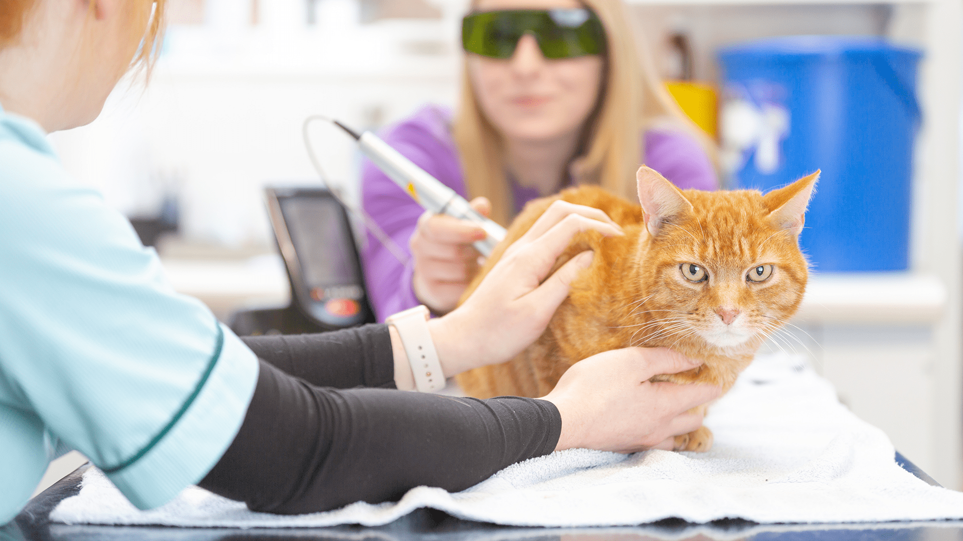 Facilities | Your Local Vet - Summerhill Vets, Norfolk