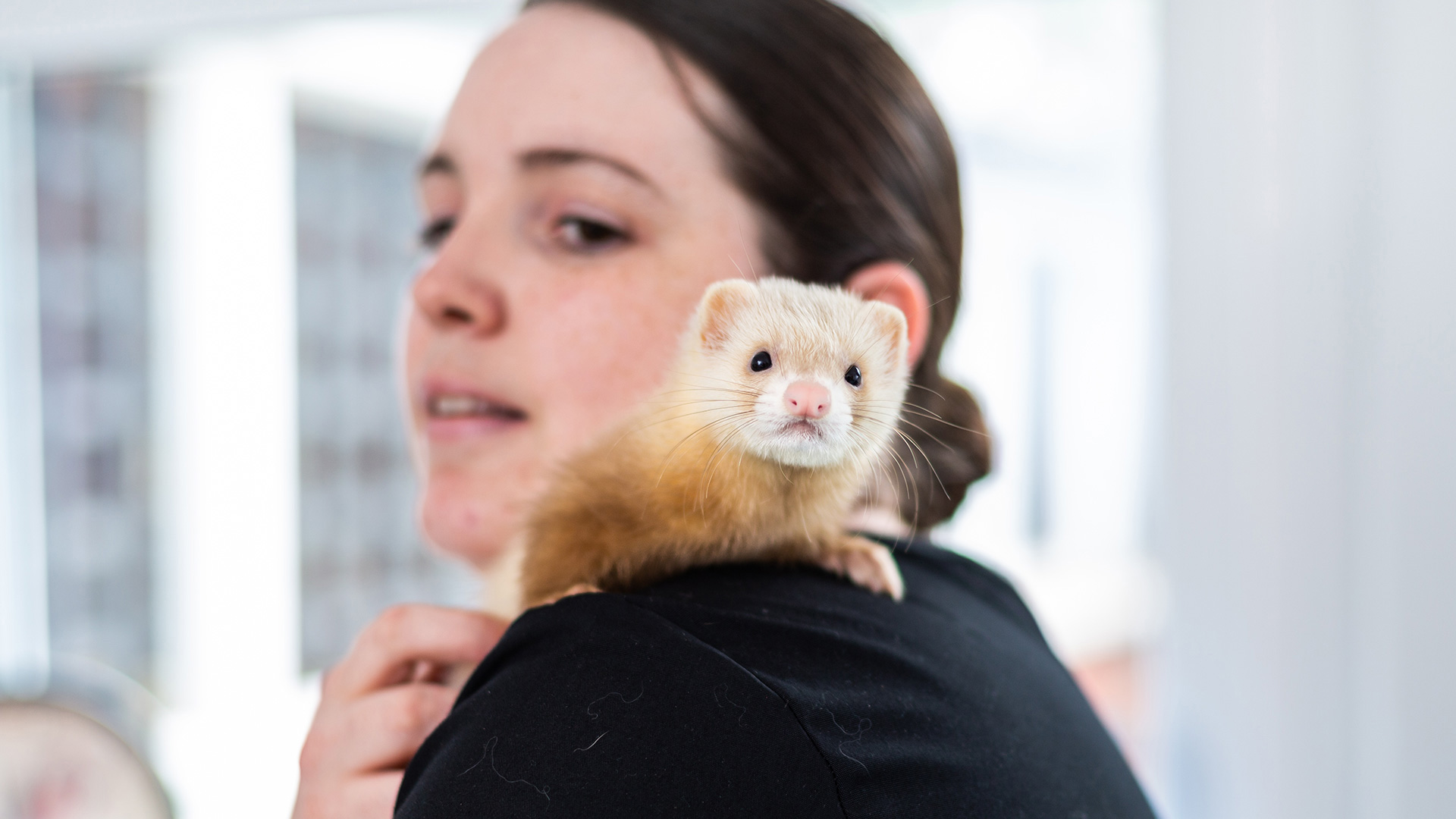 Top Quality Pet Care In South & West Wales | Summerhill Veterinary ...