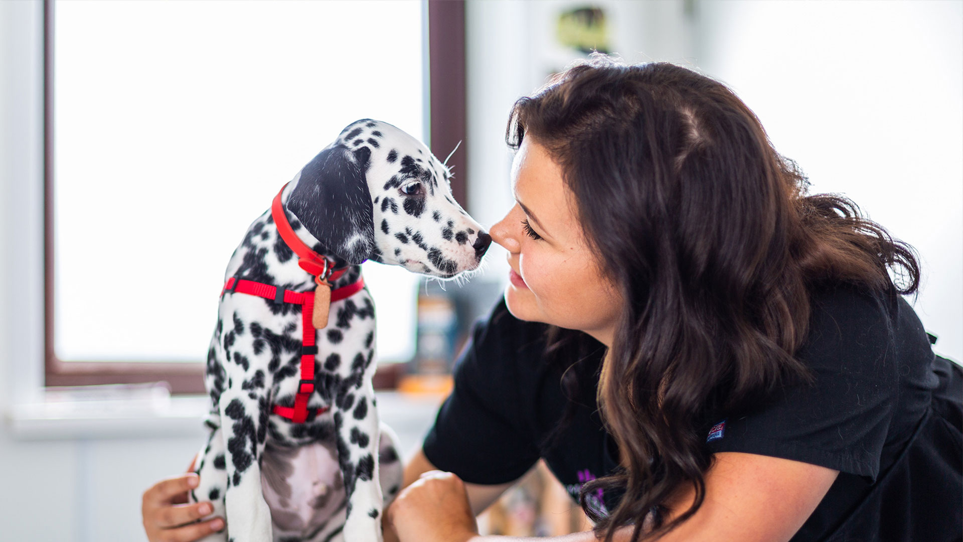 Summerview team | Vets in South Wales & West - Summerhill Vets