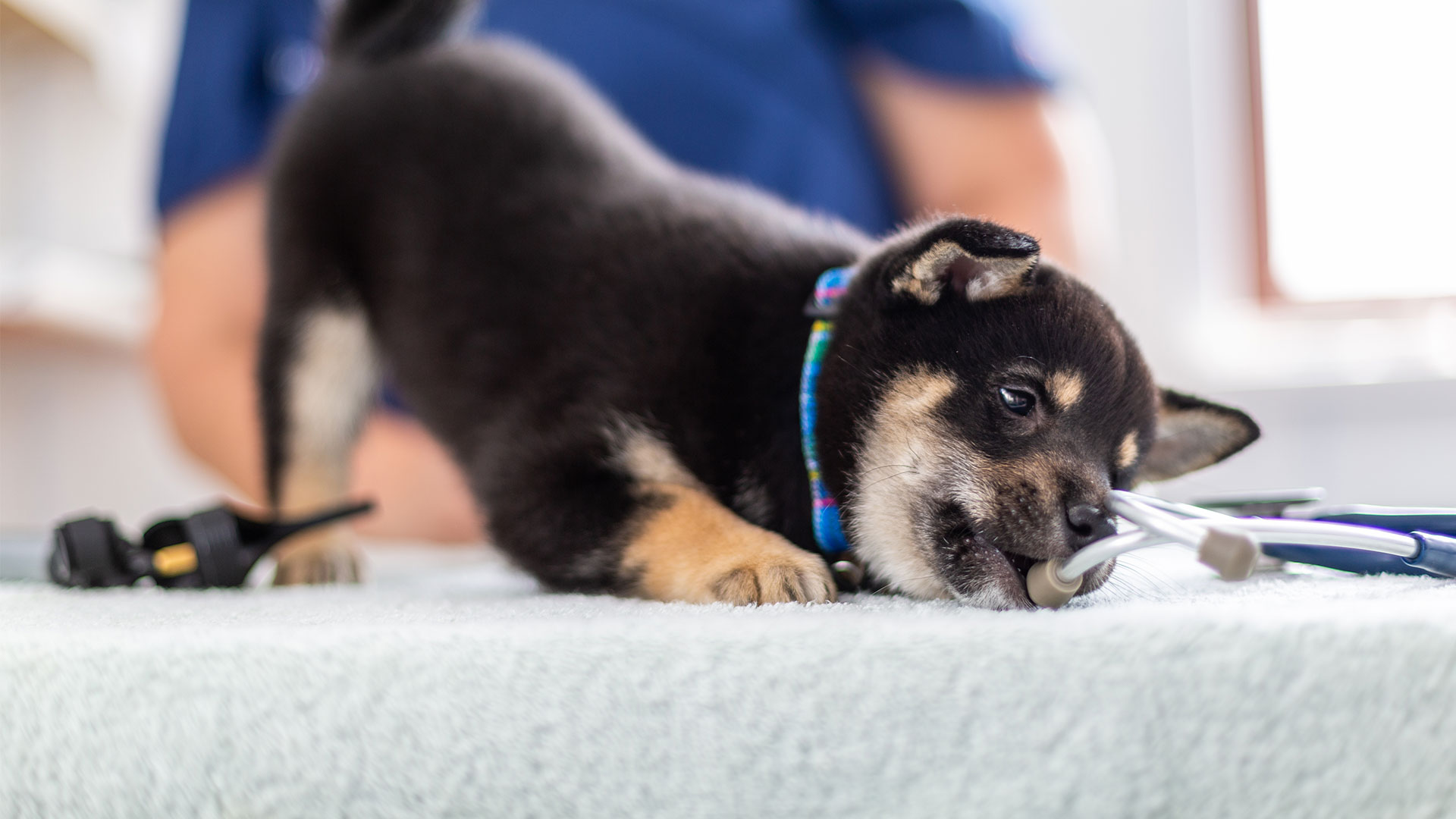 Offers, Savings and Discounts From Summerhill Vets | Vets in South ...