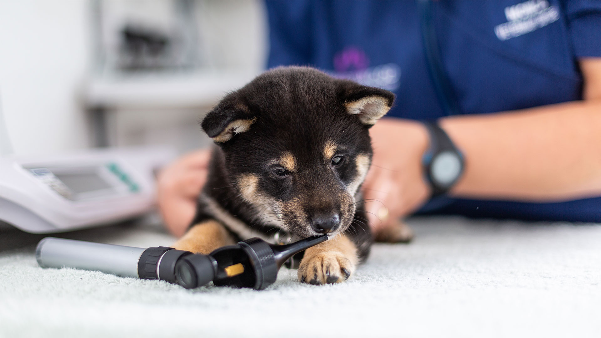 Find Vet Clinics In Gwent | Summergrove Vets - Summerhill Vets