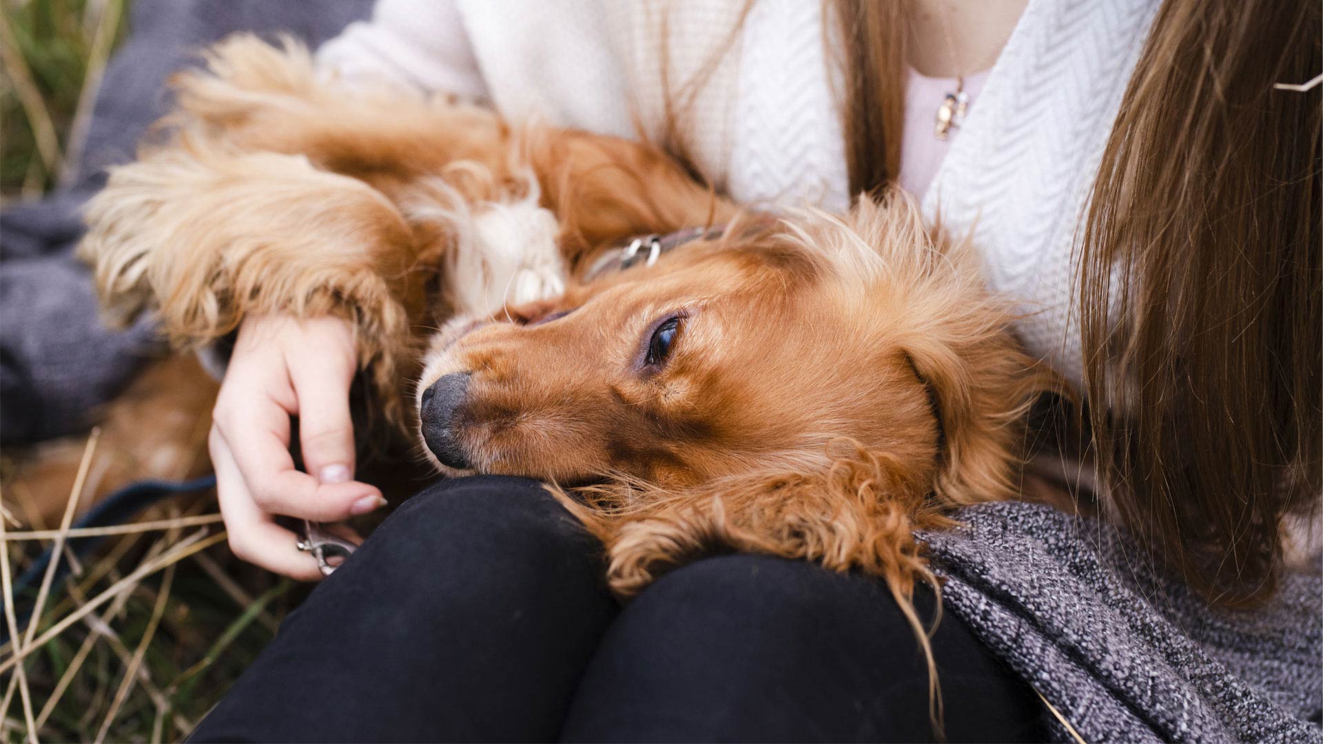 Veterinary Services | Local Vets in Cork - Sunbeam Vets