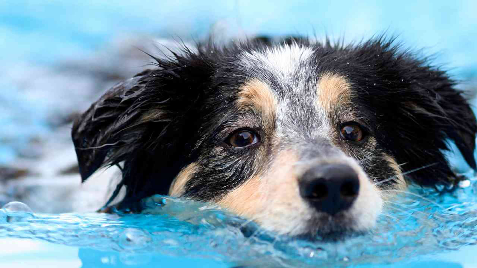 Hydrotherapy Centre | Local Vets in Cork - Sunbeam Vets