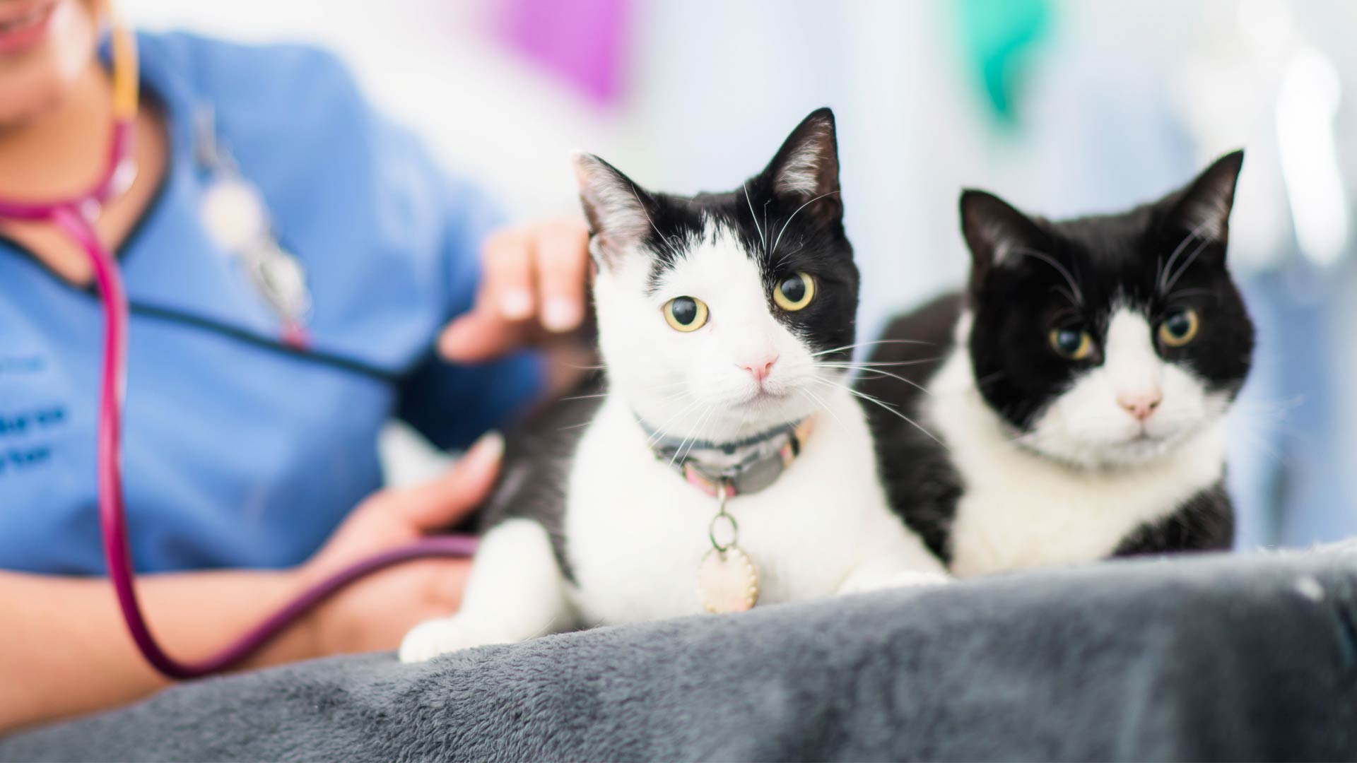 Keyhole Surgery | Local Vets in Cork - Sunbeam Vets