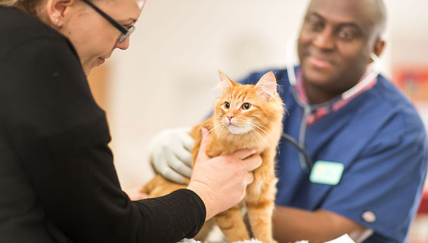 About us | Vets in Gloucestershire - Sundean Vets