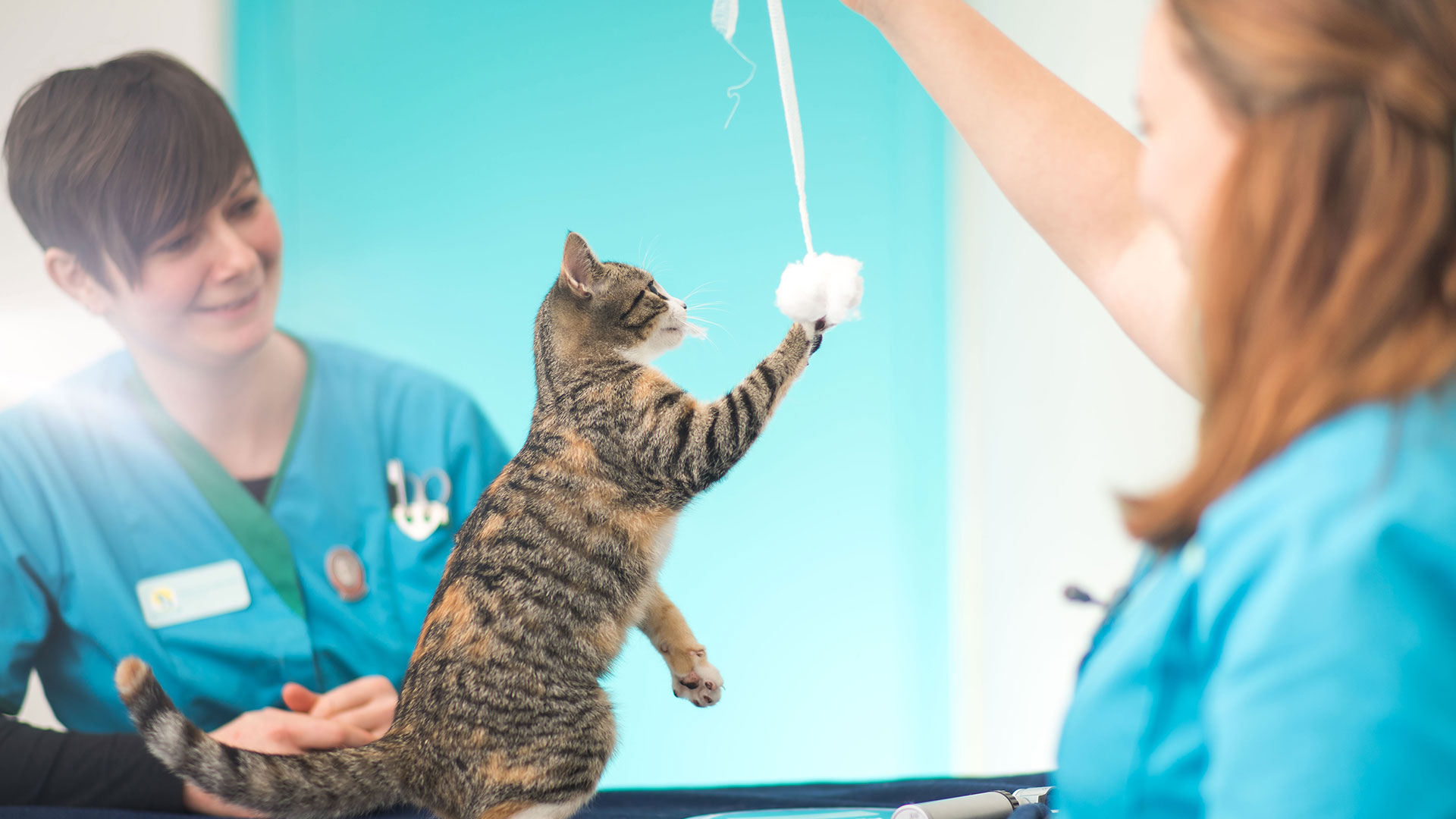 Why Choose Sundean Vet Group? | Vets in Gloucestershire - Sundean Vets