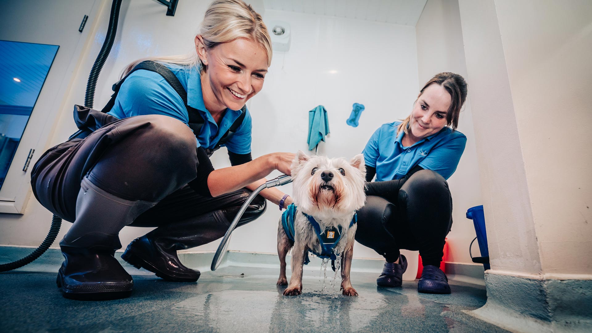 Hydrotherapy | Local Vets in Taverham, Costessey & Aylsham - Taverham Vets