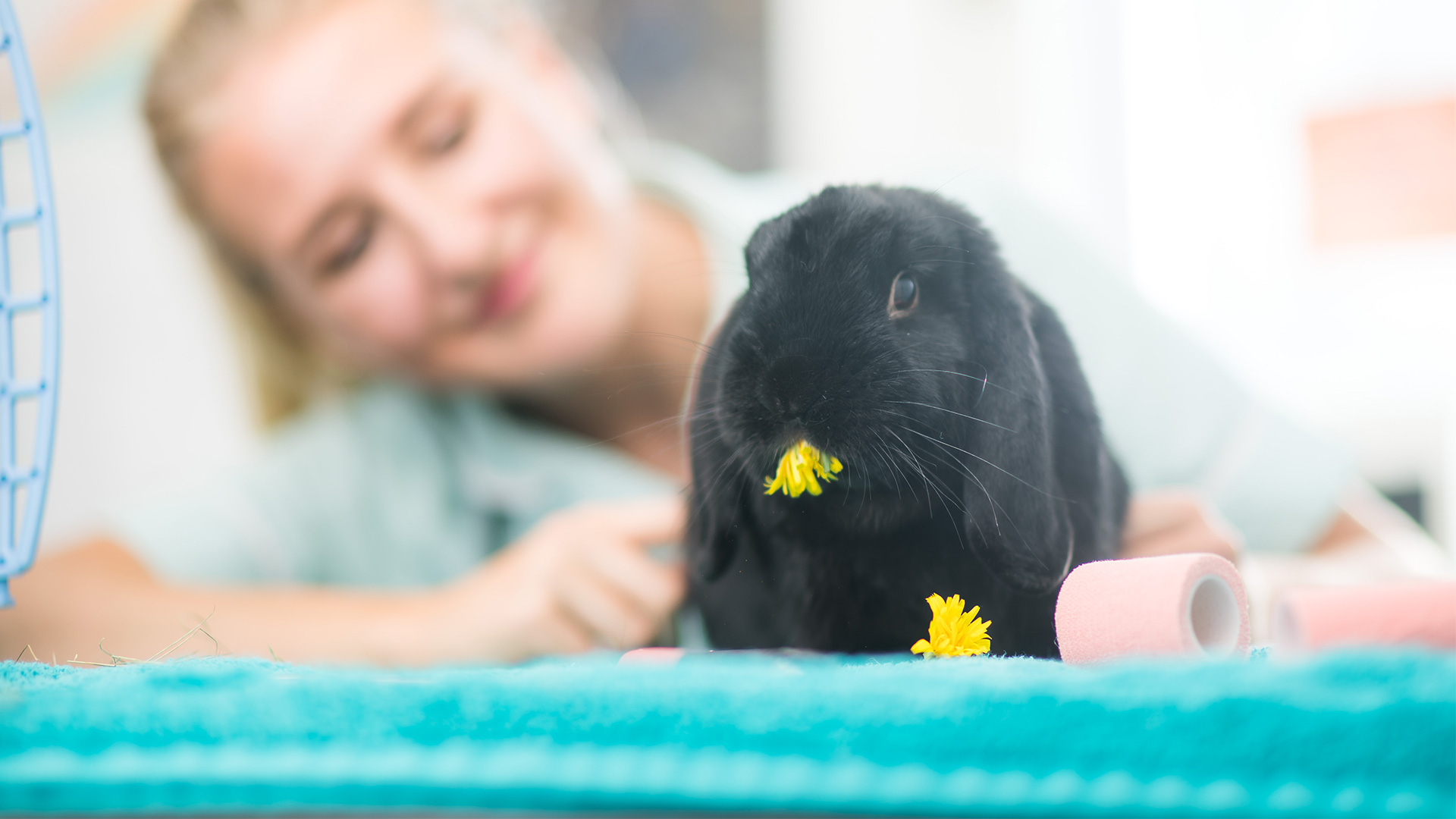 About Taylor Vets | Vets in Glasgow - Taylor Vet