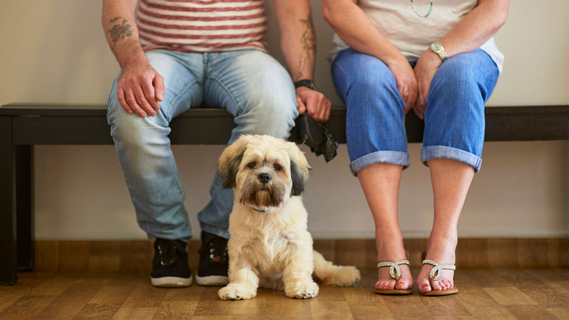 Blog from Taylor Vets | Vets in Glasgow - Taylor Vet