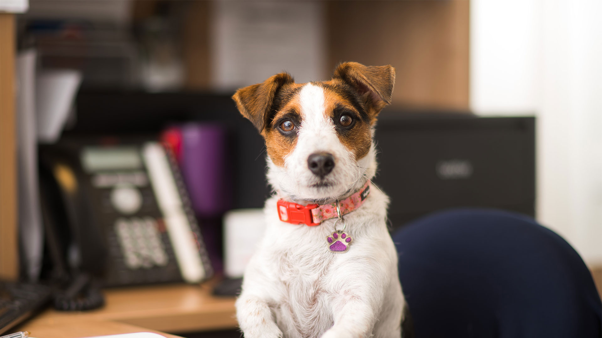 Contact Taylor Vets | Vets in Glasgow - Taylor Vet