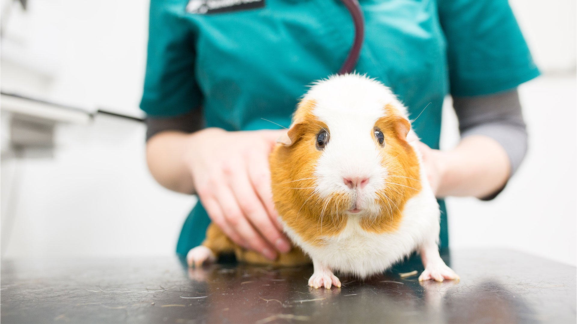 Offers | Vets in Glasgow - Taylor Vet