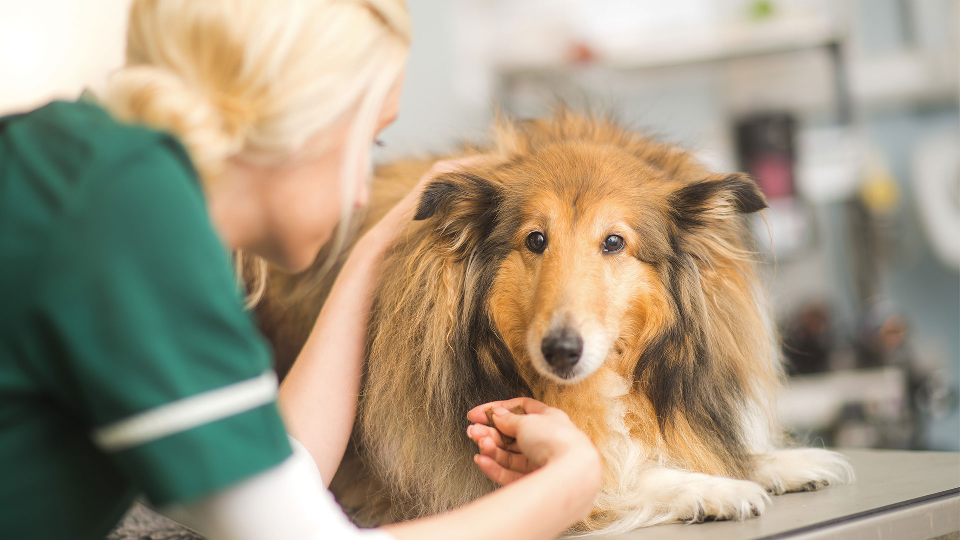 RCVS | Vets in Glasgow - Taylor Vet