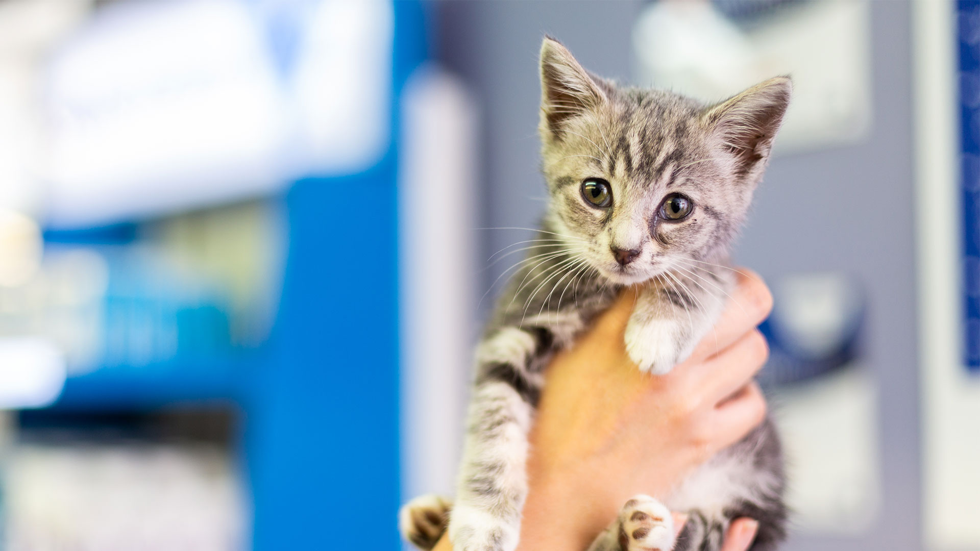 Veterinary Nursing at Taylor Vets | Vets in Glasgow - Taylor Vet