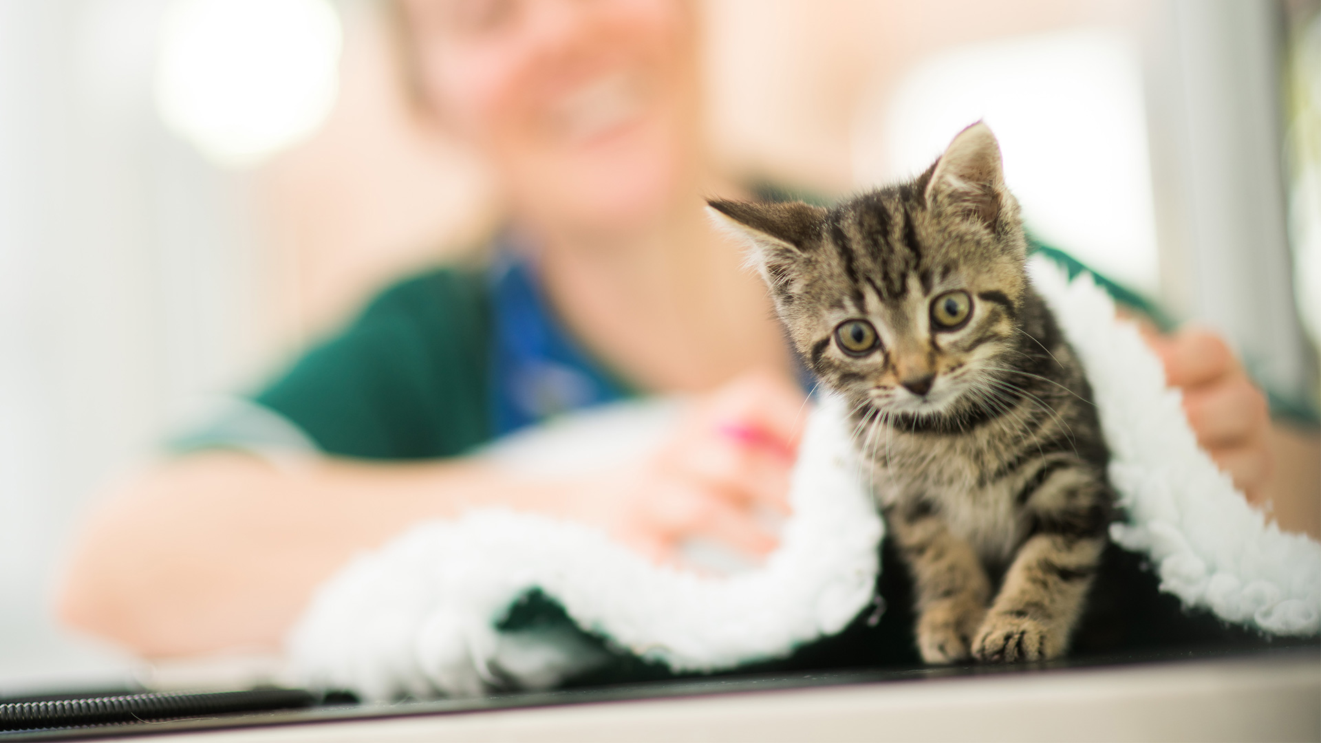 Meet the Team | Vets in Glasgow - Taylor Vet