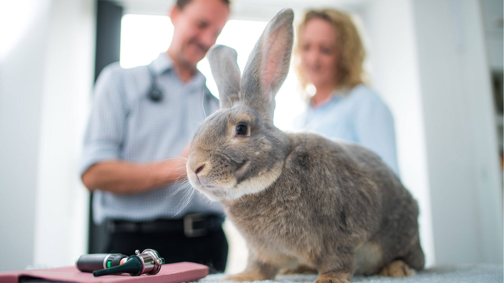 Diagnostic Referrals | Vets in Glasgow - Taylor Vet