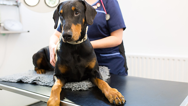 Welcome to Taylor Vets | Vets in Glasgow - Taylor Vet