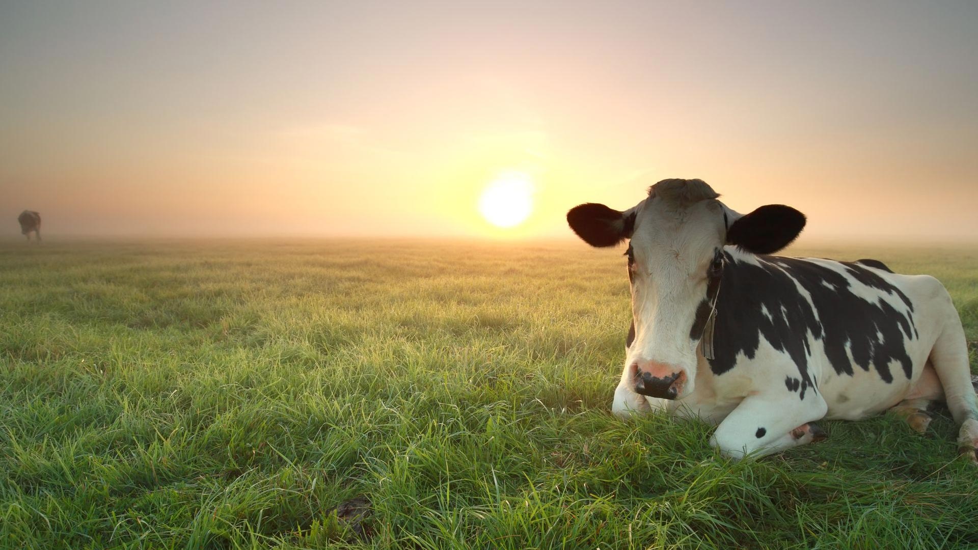 Vets in Shropshire | Affordable Market Drayton and Newport Vets - Tern ...