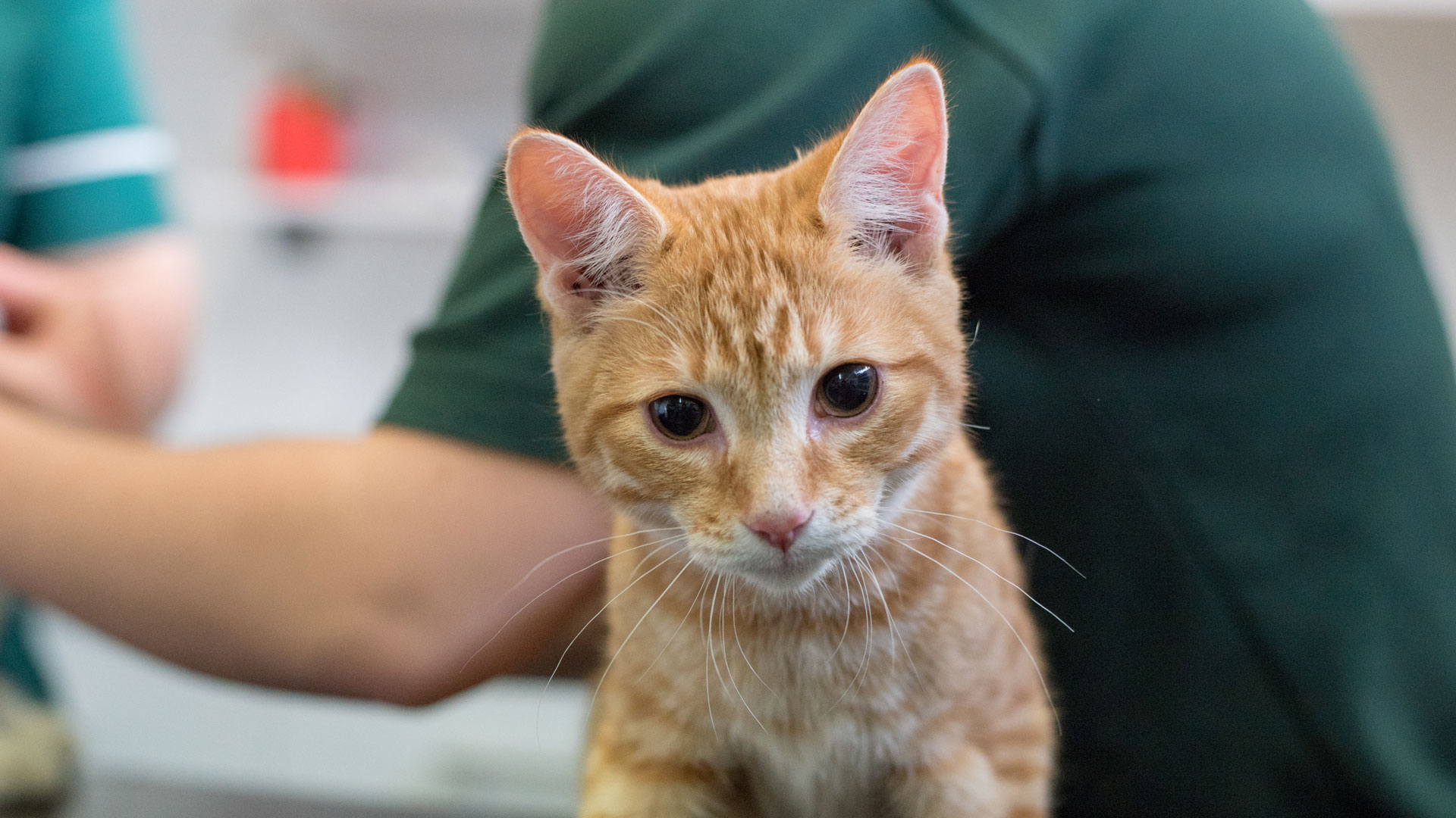 About Thanet Cattery | Gold Standard Cattery in Kent - Thanet Cattery