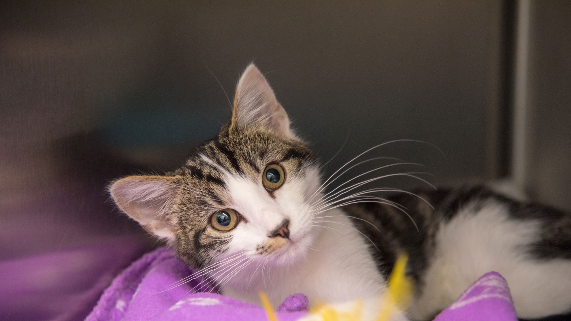 Cattery in Thanet | Gold Standard Care - Thanet Cattery