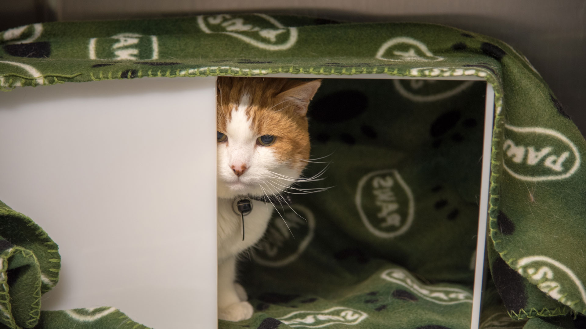 Prices | Gold Standard Cattery in Kent - Thanet Cattery