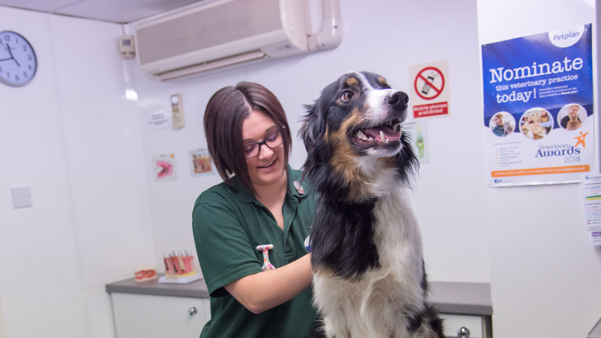 Pet Advice | Local Vets in Margate and Birchington - Thanet Vets