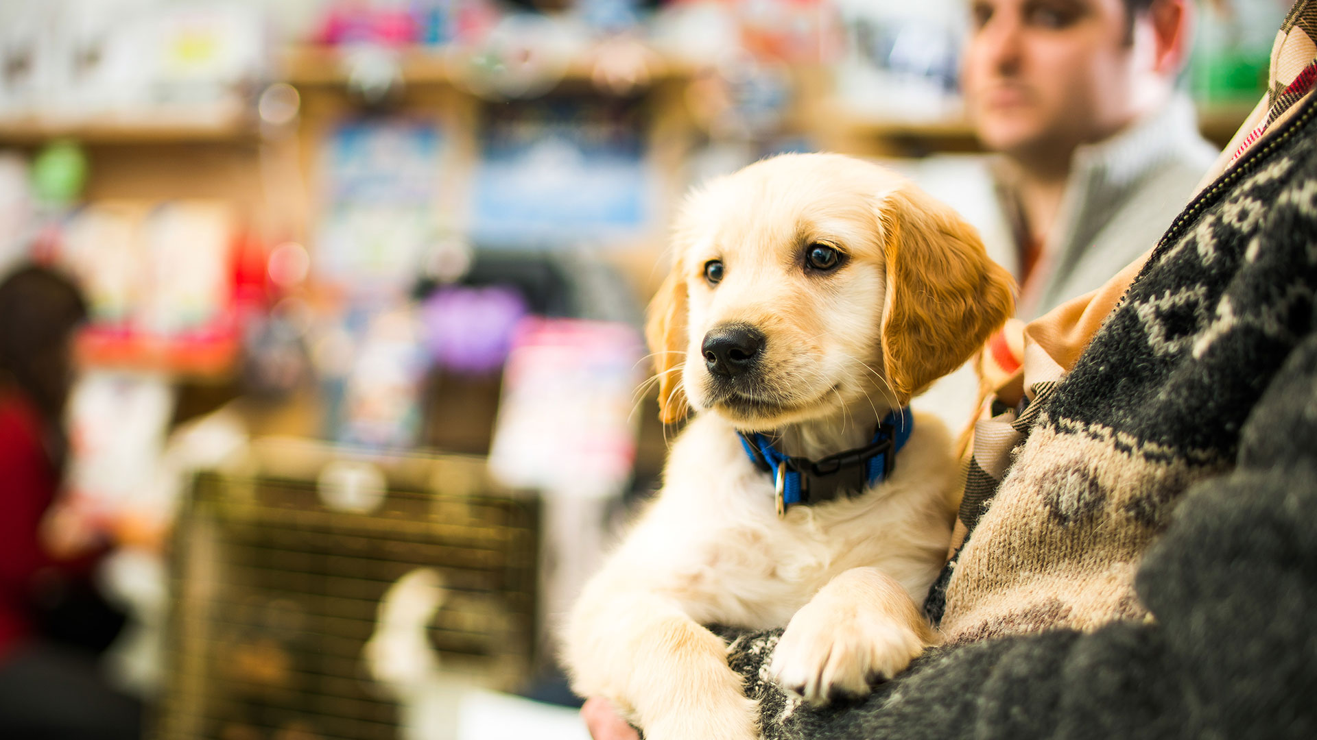 Vets In Lavister, Wrexham and Chester | Gatehouse Vets - Gatehouse Vets