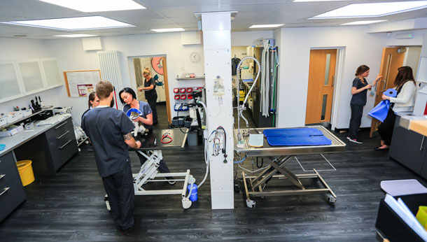 East Dulwich Vet | Local Vets in London - The Neighbourhood Vet