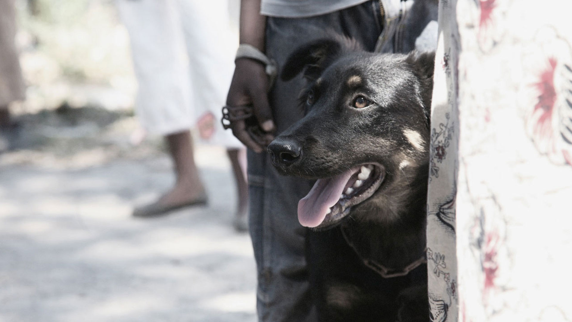Neighbourhood Vet Charity work | Local Vets in London - The ...