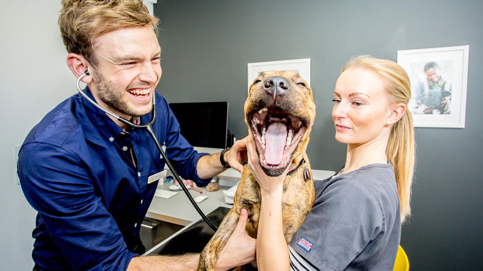 Veterinary Consultations | Local Vets in London - The Neighbourhood Vet