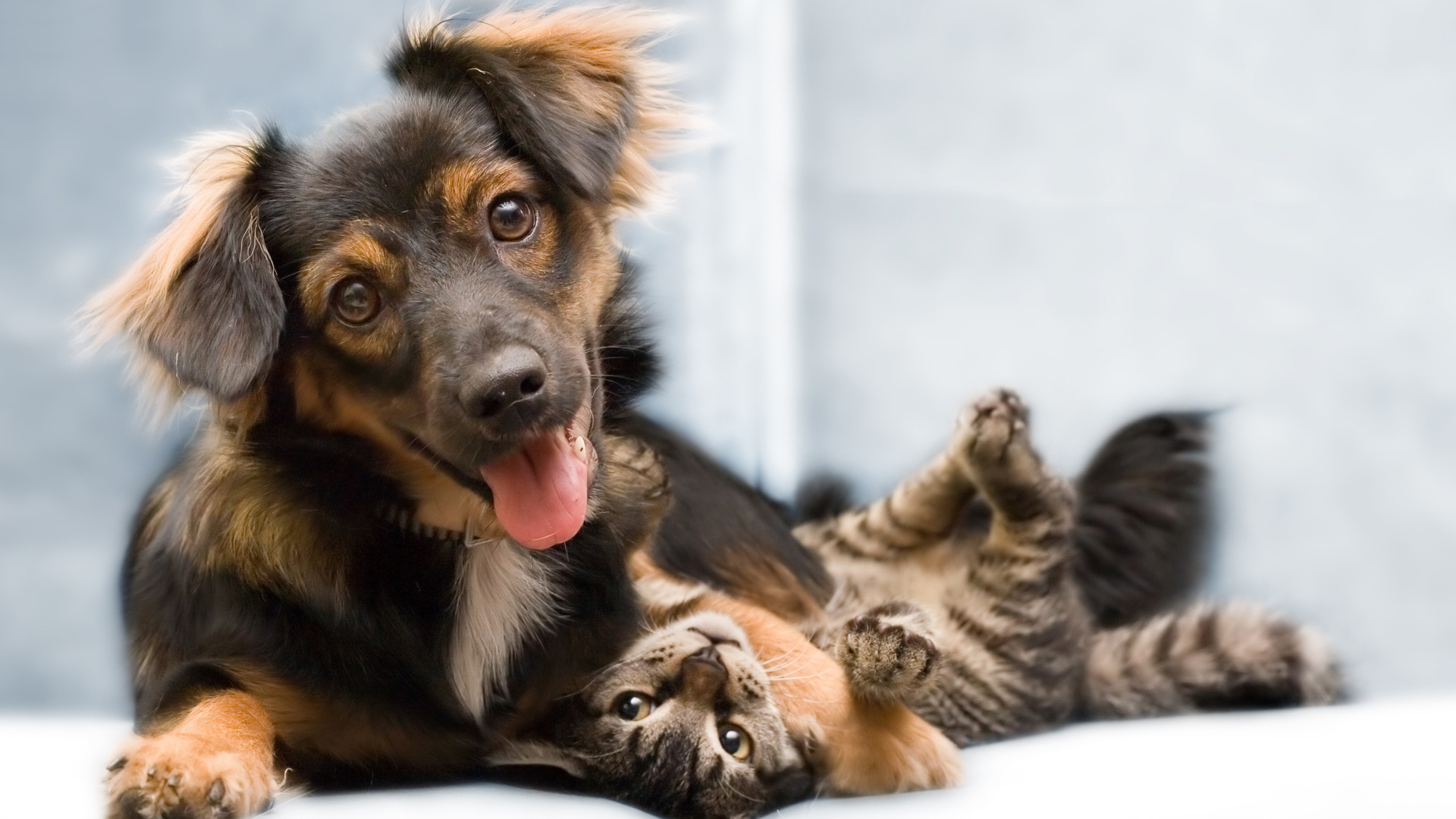 Pet Care Services In London The Neighbourhood Vet - The Neighbourhood Vet