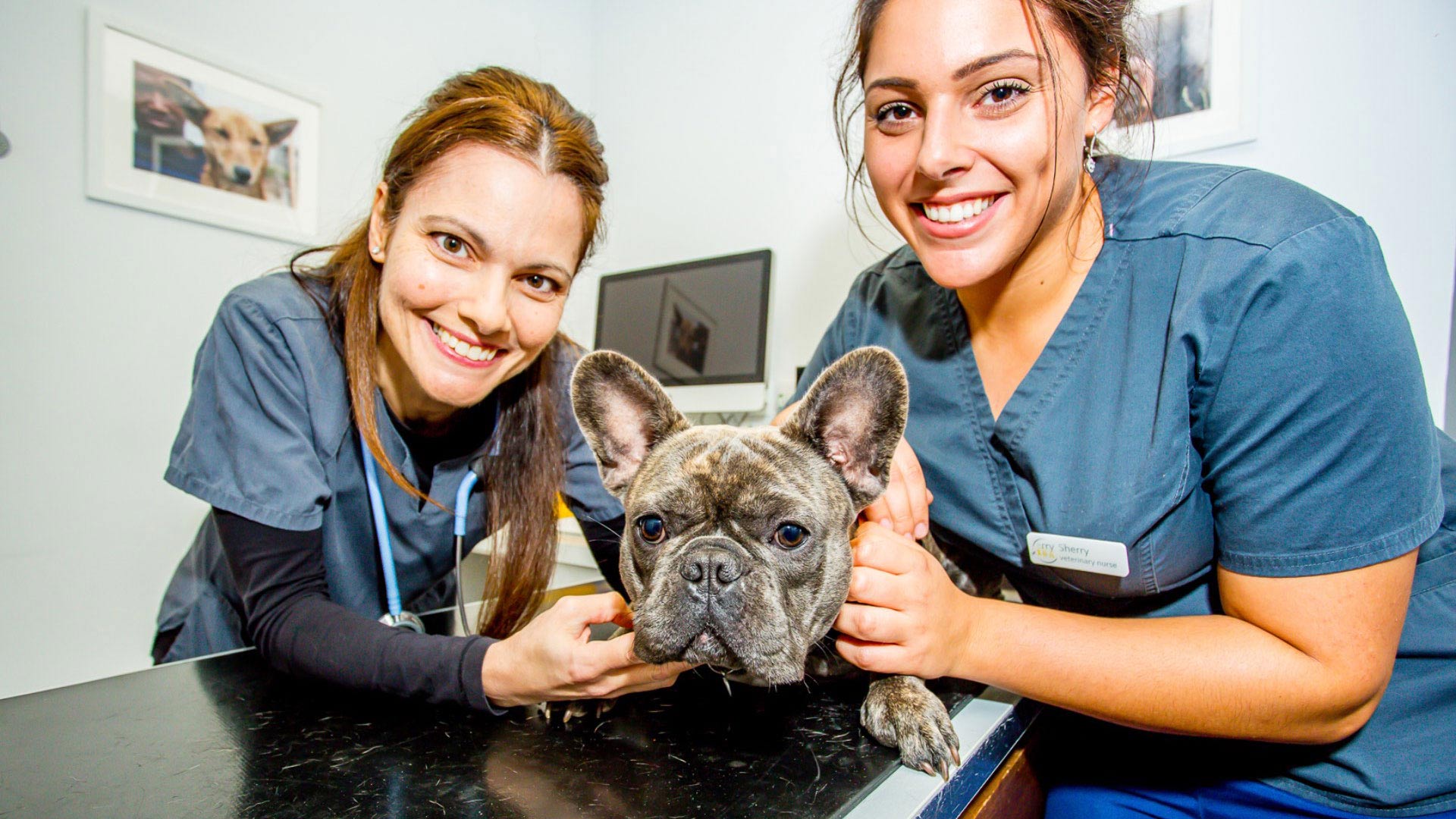 Veterinary Nurse Clinics | Local Vets in London - The Neighbourhood Vet