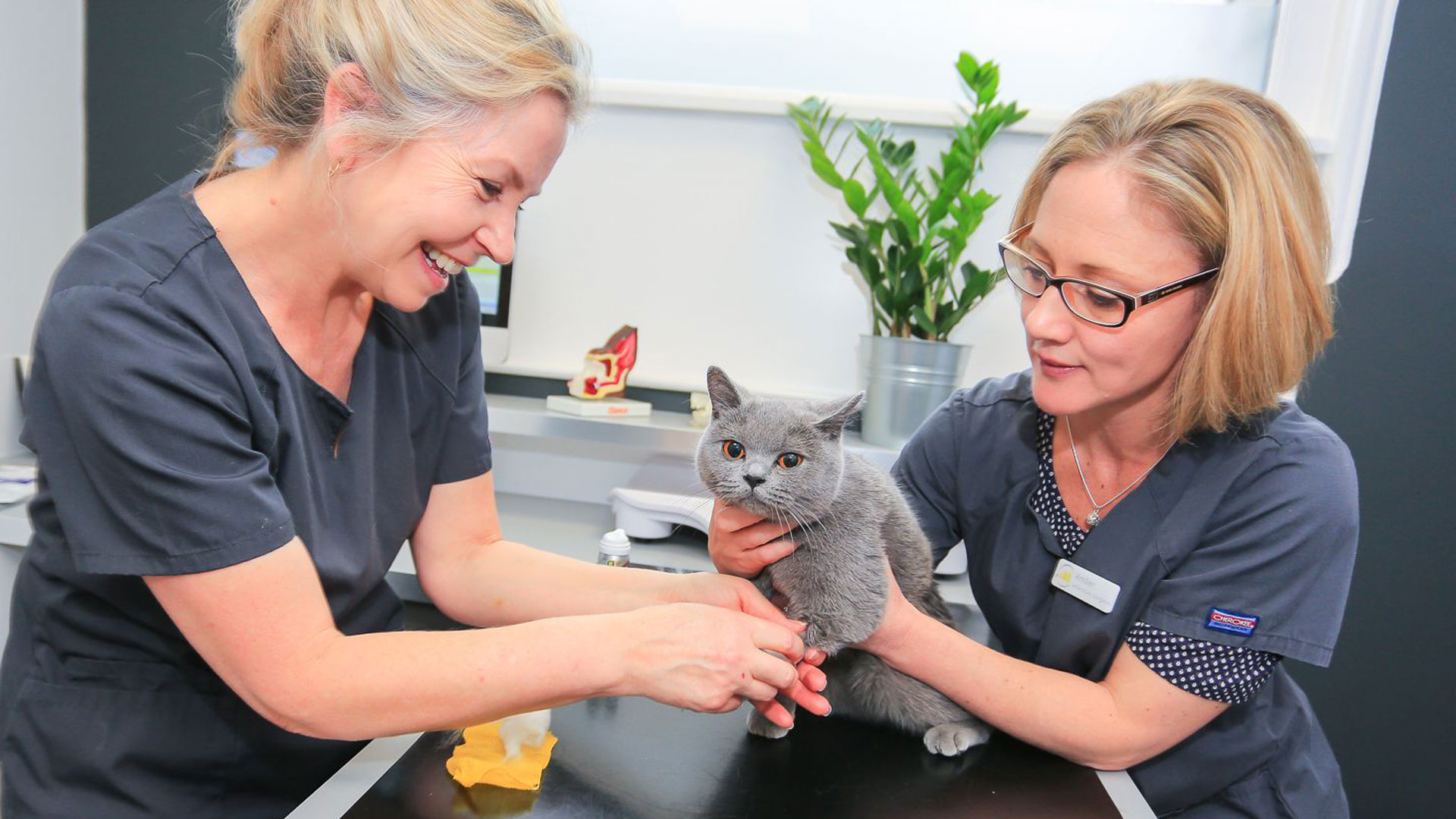 Pet Referrals | Local Vets in London - The Neighbourhood Vet