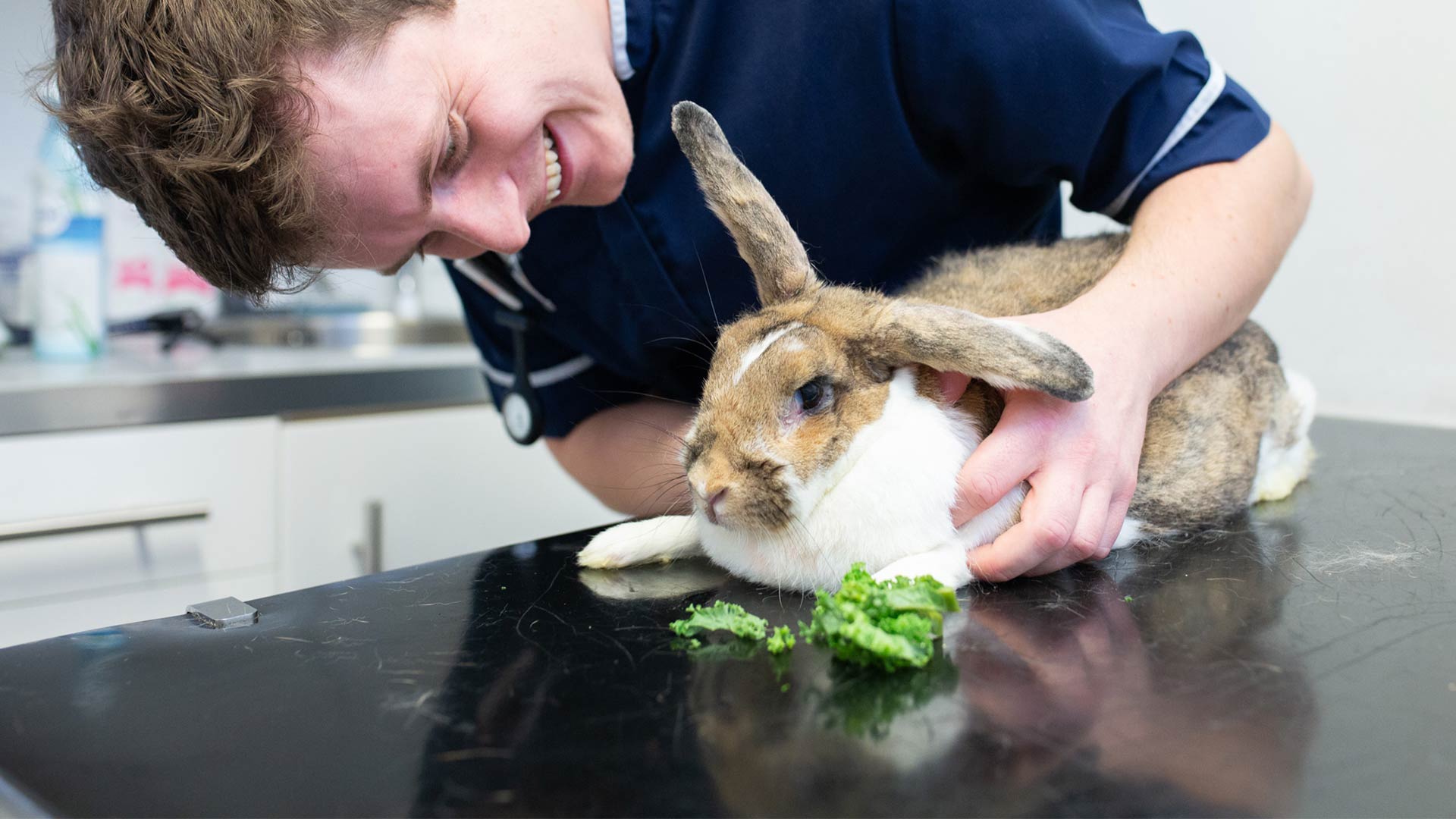 Rabbit Advice | Local Vets in Buckingham - The Vet Centre