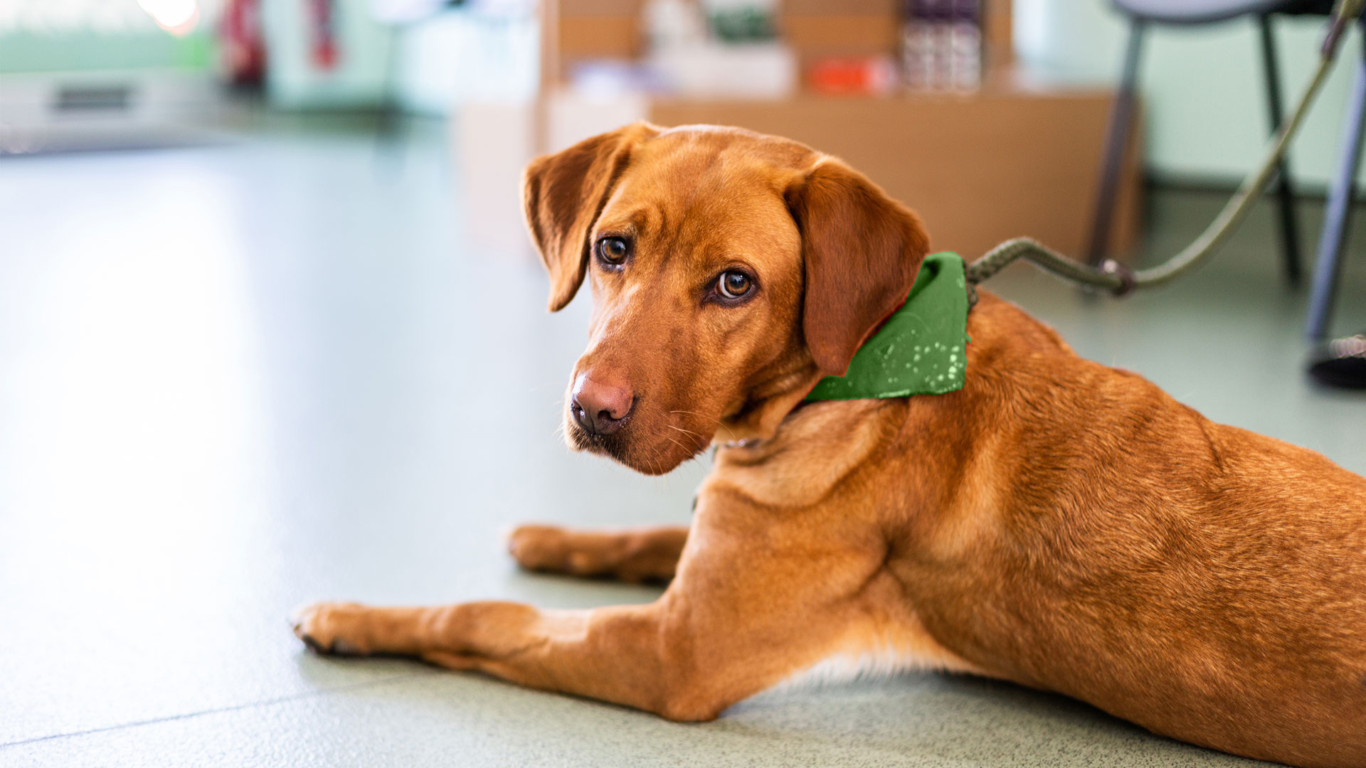 The Vet Clinic | Local Vets in Birmingham & West Midlands - The Vet Clinic