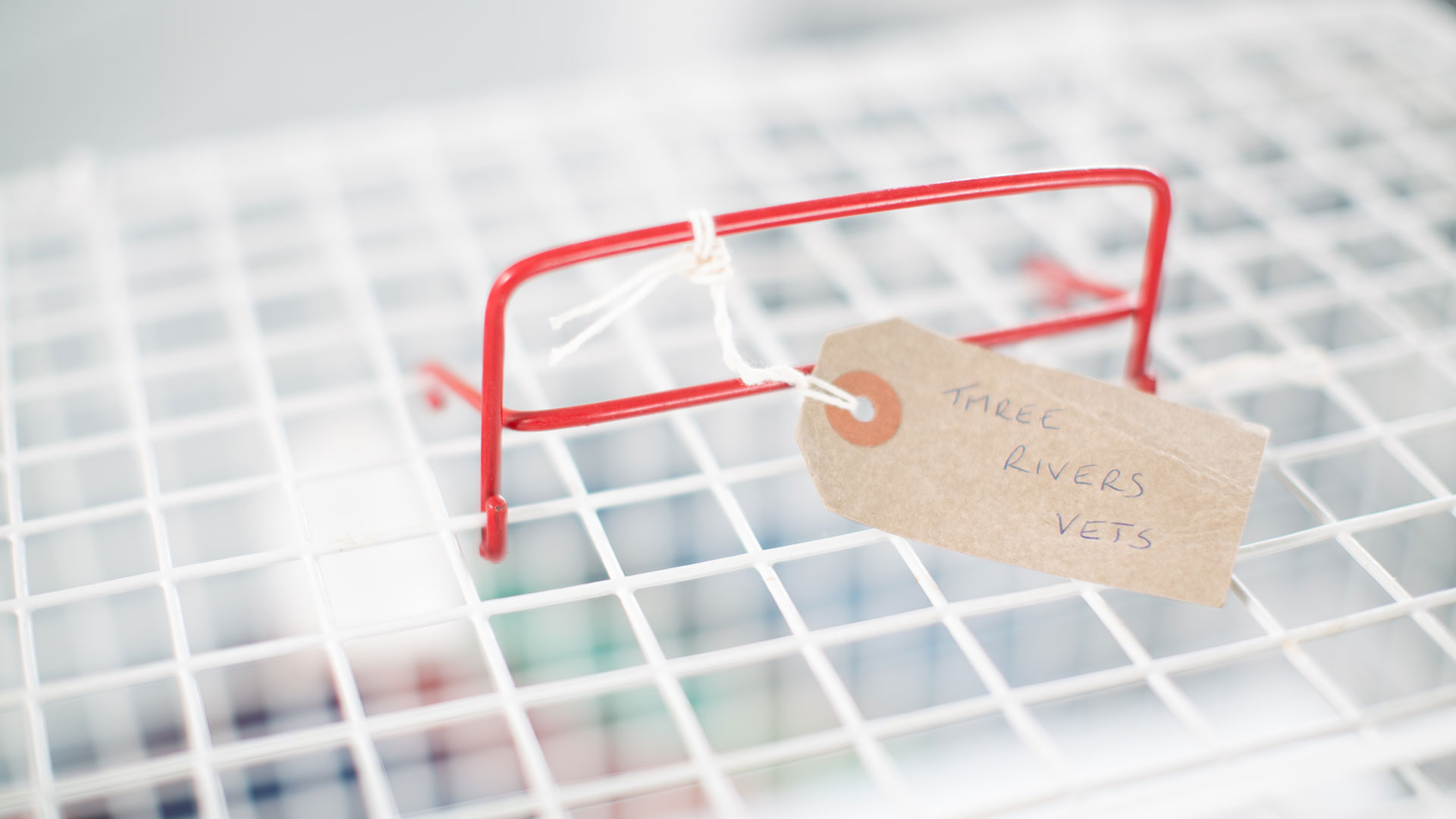 Careers | Local Vets in Norfolk & Suffolk - Three Rivers Vets