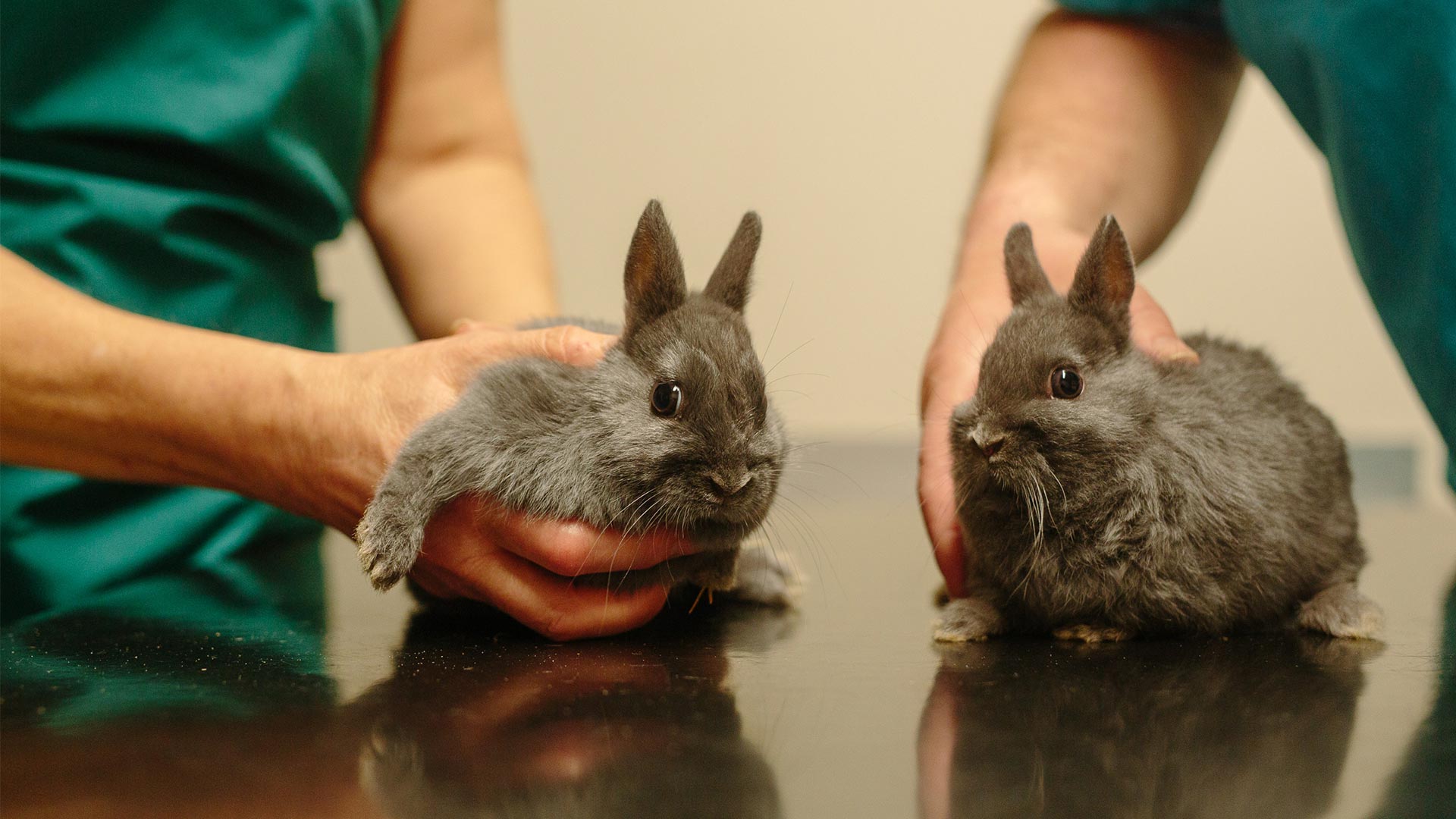 Rabbit Advice from Local Vets | Tower Vets in Perth - Tower Vet