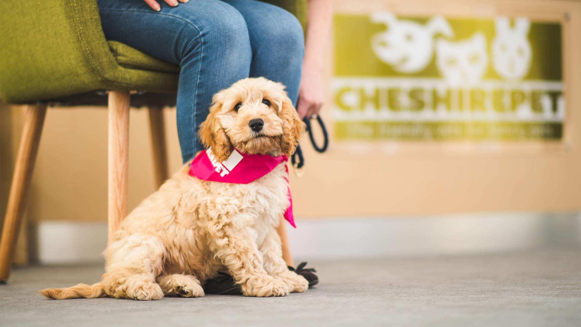 facilities-twickenham-vets-in-middlesex-twickenham-vets